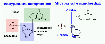 Nucleic Acid Structures: Basic structures of Nucleosides, Nucleotides