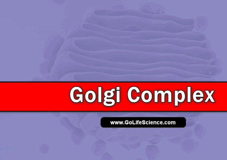 Fungal Cell Walls: Structure and composition (Basic Guide)
