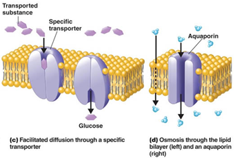 Membrane Protein Diffusion and Its Types