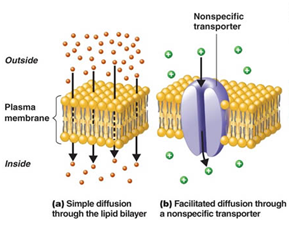Membrane Protein Diffusion and Its Types
