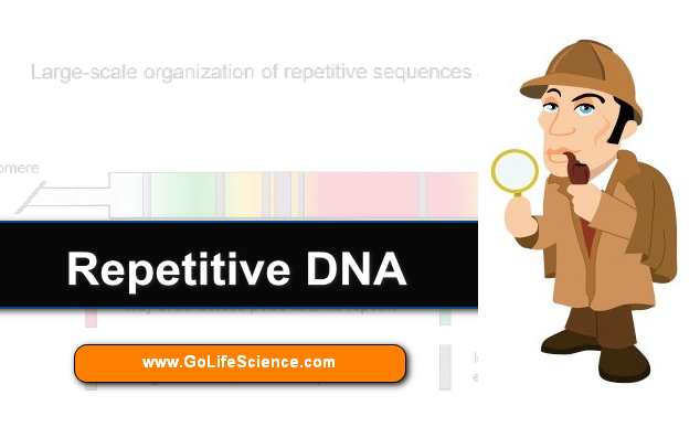 Repetitive DNA: Definition, Location and Structure (Basics)