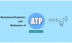 Fungal Cell Walls: Structure and composition (Basic Guide)