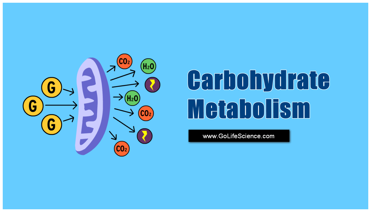 Carbohydrate Metabolism and its phases - Basic Overview