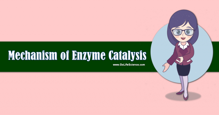 Enzyme Regulation: basics of Enzyme Regulation and its Types