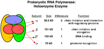 RNA Polymerase: The RNA Synthesis Enzyme Structure and Its Types
