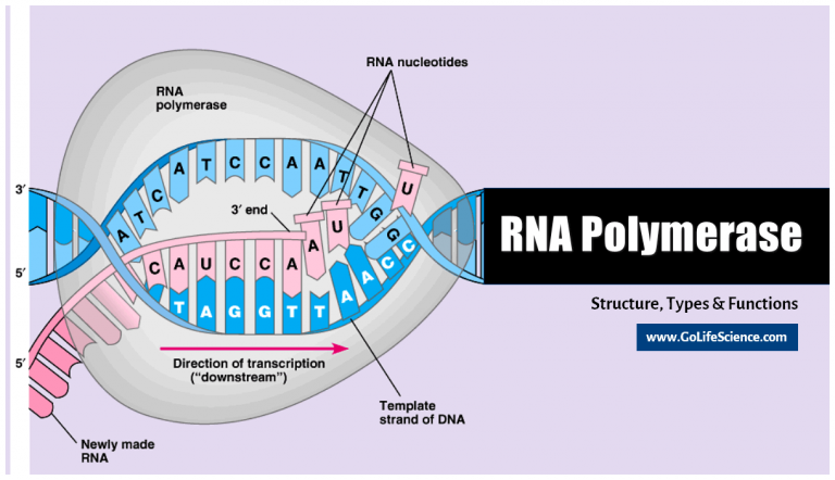 DNA Polymerase: Structure, Functions in Pro and Eukaryotes