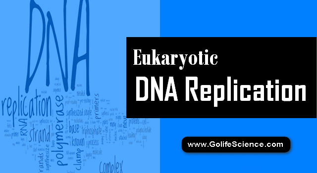 Eukaryotic DNA Replication and its Basic Mechanism