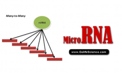 DNA Replication: Simple Steps of DNA replication in E.Coli (Basic Notes)