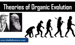 Fungal Cell Walls: Structure and composition (Basic Guide)