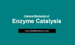 Enzyme Kinetics : Kinetic Study of Enzymatic Reactions