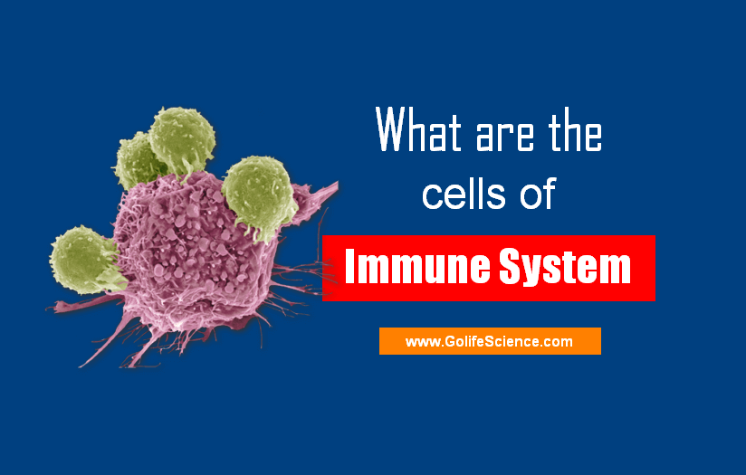 Cells of Immune System: What are the basic Immune Cells in immunology